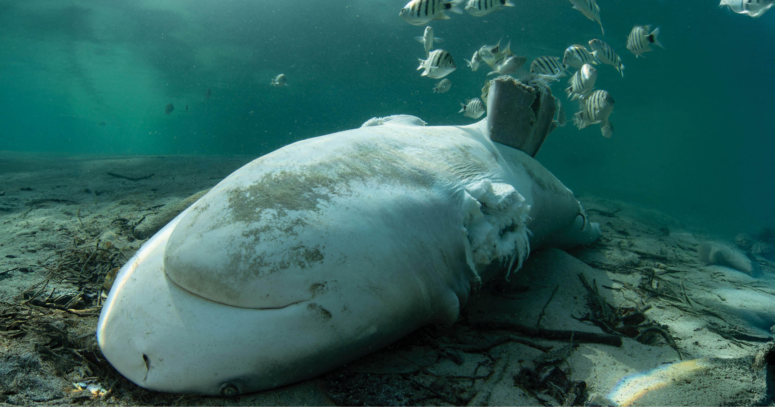 Shark fin in late Imperial China: rethinking harmful traditions | LSE ...