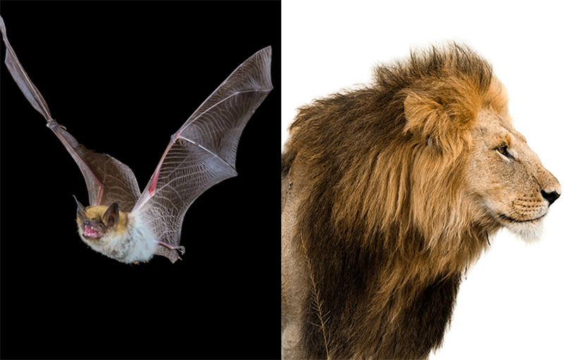 Researchers find that endangered bats could raise as much money as ...