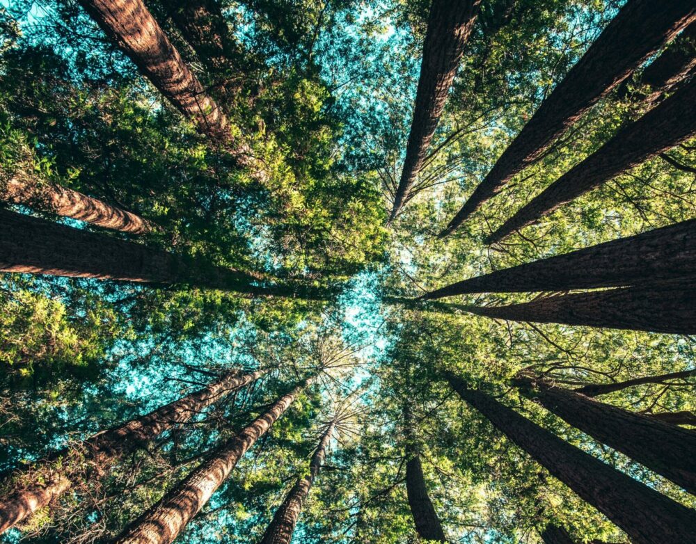 What is biodiversity and why does it matter? - Grantham Research ...